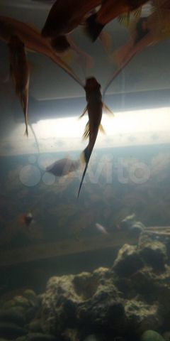 Рыбы Меченосцы