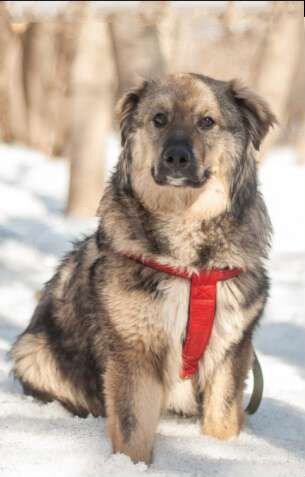 Мишутка Донни мечтает о настоящем доме