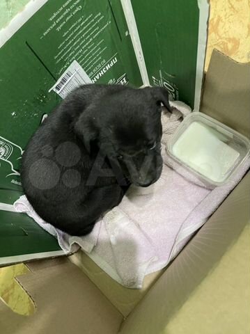 Щенок - подкинули, совсем маленький