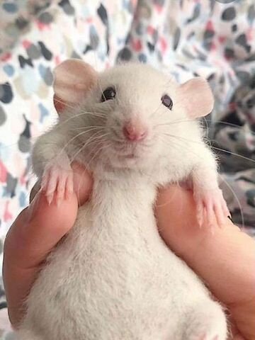 Возьму крыску мальчика