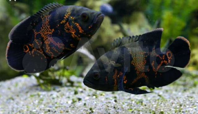 Астронотус тигровый