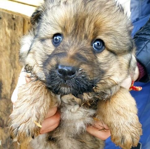 Зонарные овчарята нечистокровные, в добрые руки