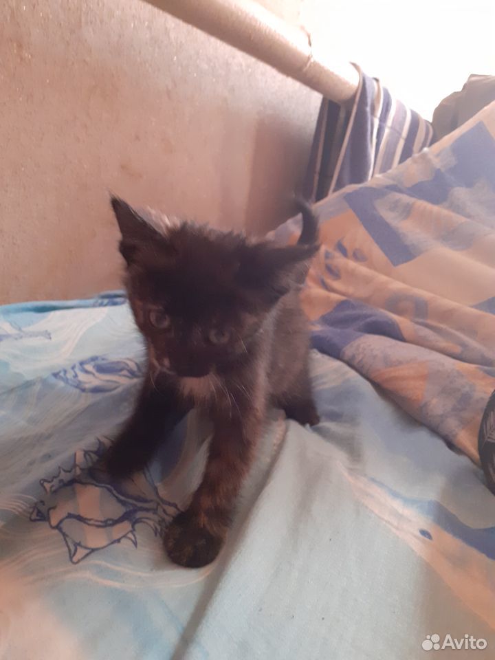 Одаём кошечку в добрые руки