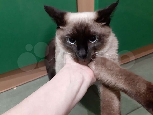 Кошка на вязку