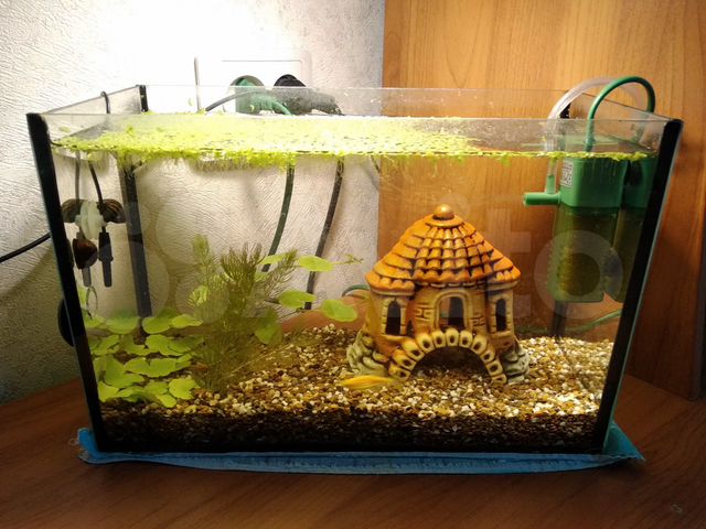 Аквариум с рыбками готовый