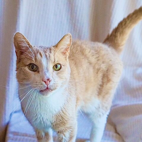 Абрикосовый котик ищет семью