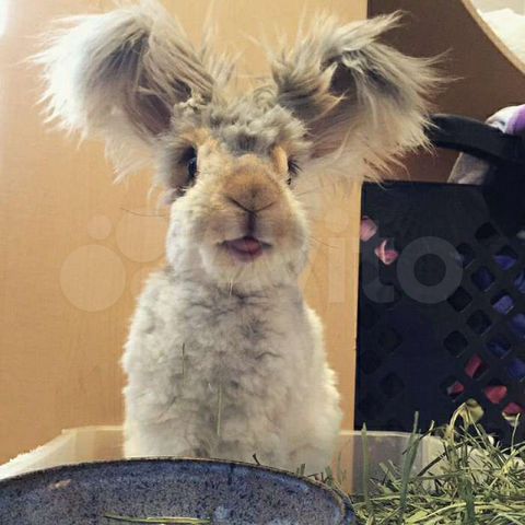 Кролик. Бронь