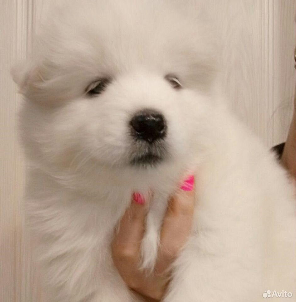 Самоедики - новогодние мишки