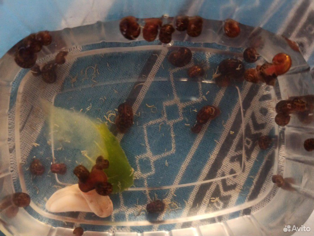 Улитки катушки