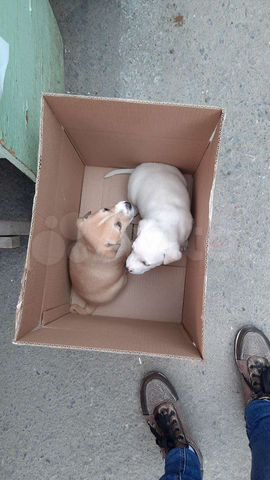 Кутята бесплатно