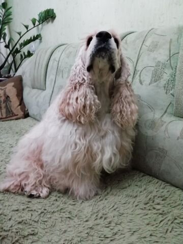 Американский кокер спаниель