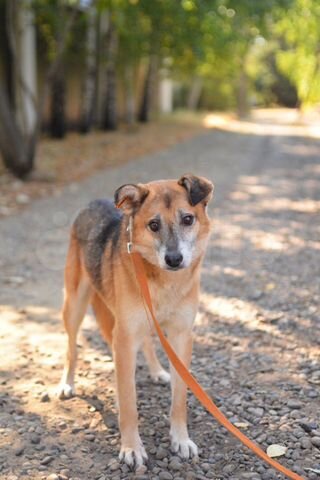 Ищет дом не крупный пёсик Чарли