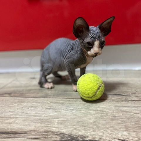 Канадский сфинкс котенок