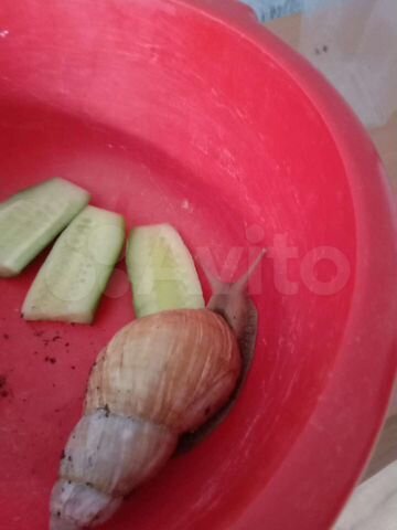 Улитка ахатина бесплатно