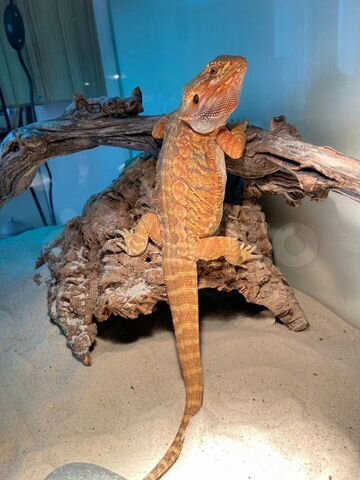 Бородатая агама