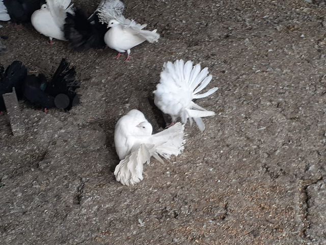 Павлины,Бакинские бойные Голуби,Турецкая Такла