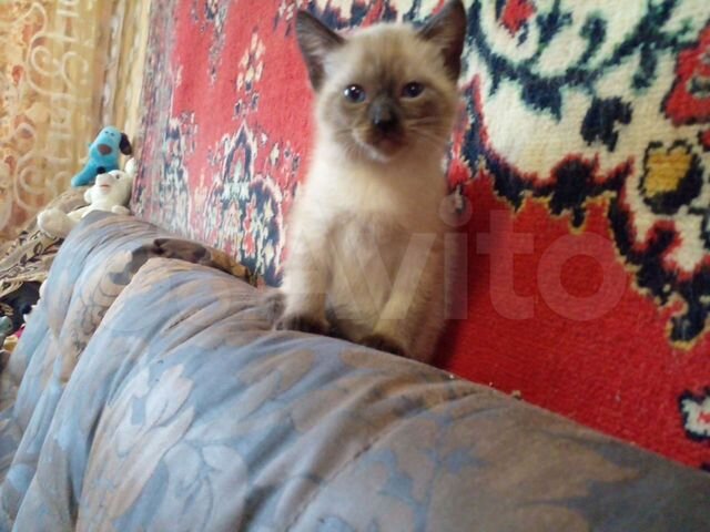 Отдам в добрые руки котенка Невского маскарадного