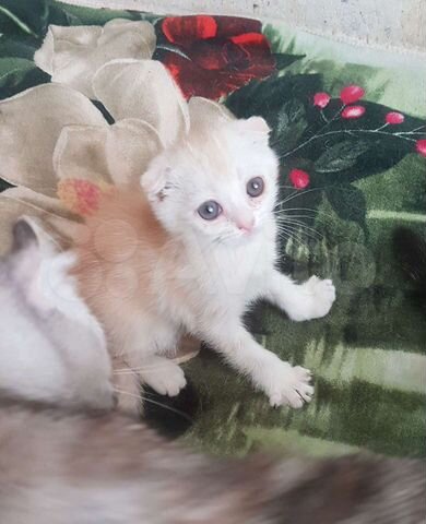 Котик вислоухий кремовый 2 мес