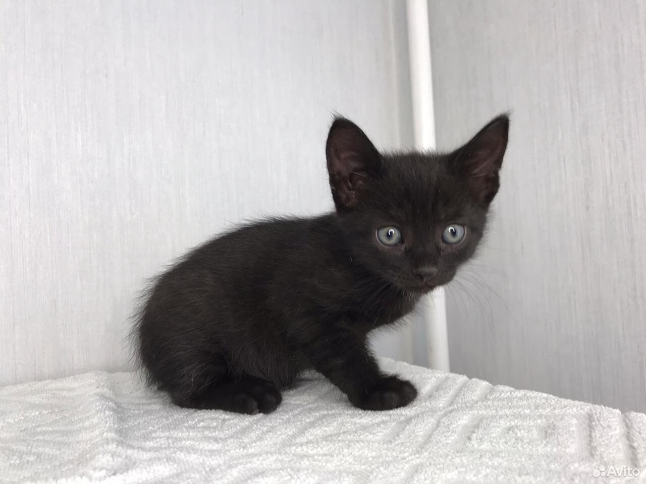 Котёнок Черныш