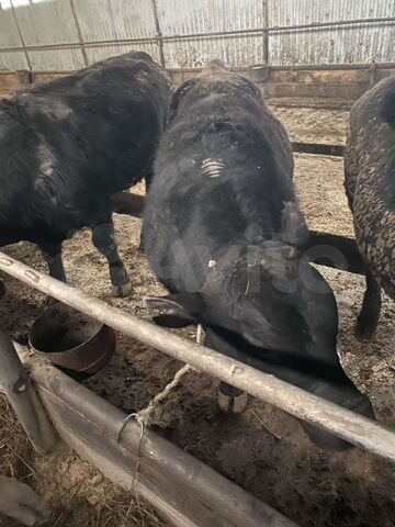 С/х животные