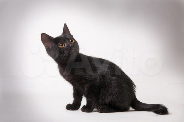 Черная кошка котенок