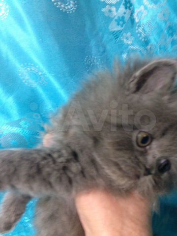 Персиянка.голубых кровей