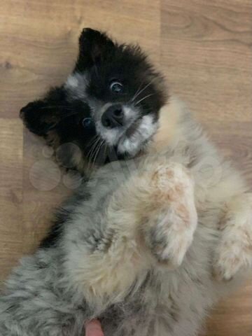 Щенок Тоша 4 месяц