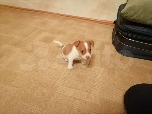 Джек Рассел терьер