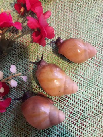 Архахатина Маргината Иктерика (кр, Ривер) F3