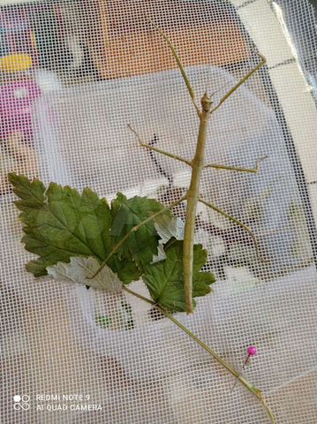 Палочник аннамский