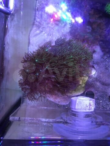 Клавулярия (мягкий коралл)